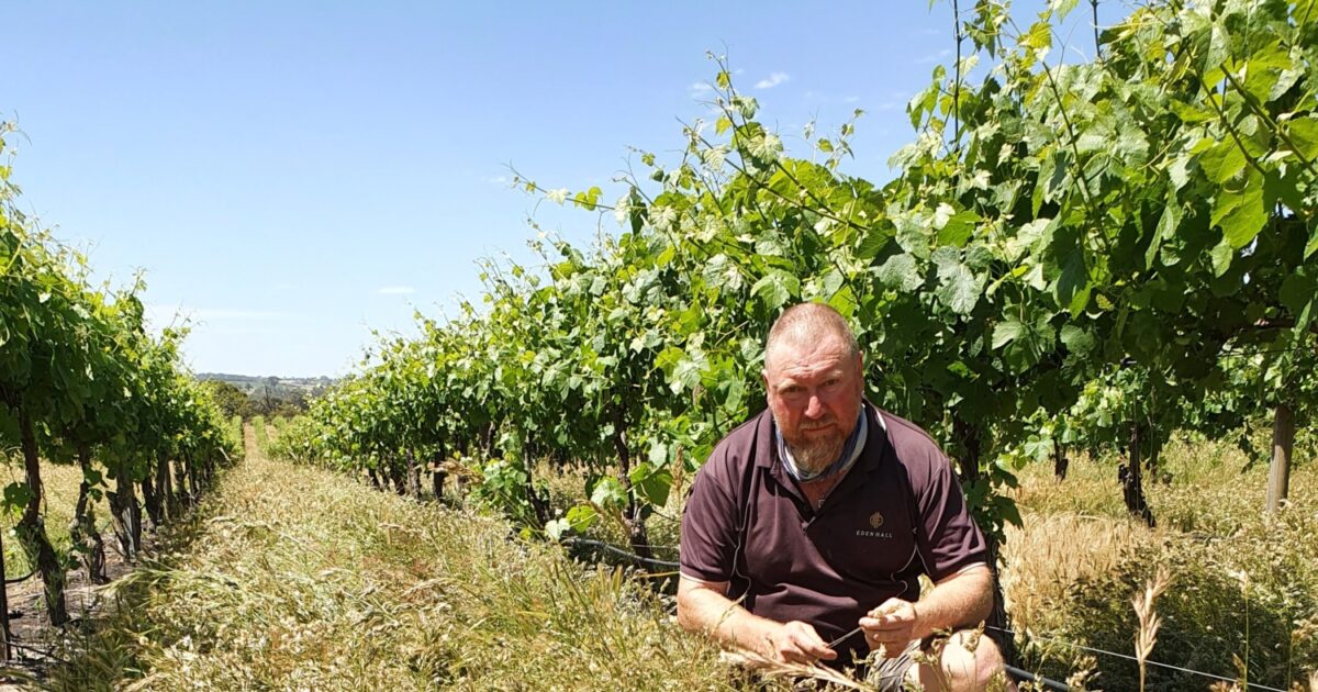 Wine South Australia | Dan Falkenberg